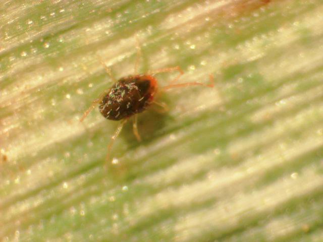 Brown Wheat Mite | Wheat | Crop Pests | Insect Information | Extension | Entomology | Kansas ...