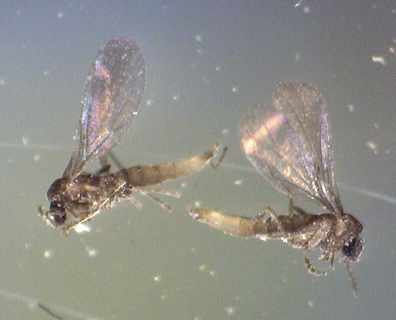 Recent Samples | Diagnostician | Extension | Entomology | Kansas State ...