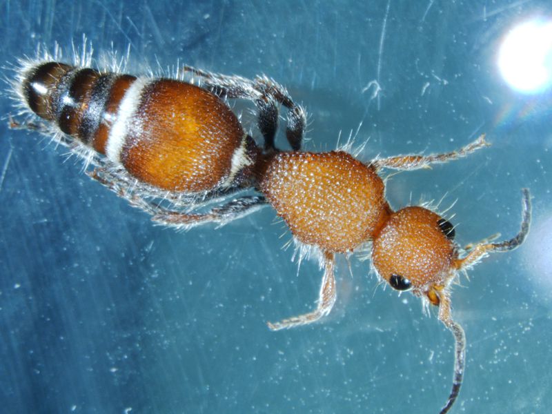 Recent Samples | Diagnostician | Extension | Entomology | Kansas State ...