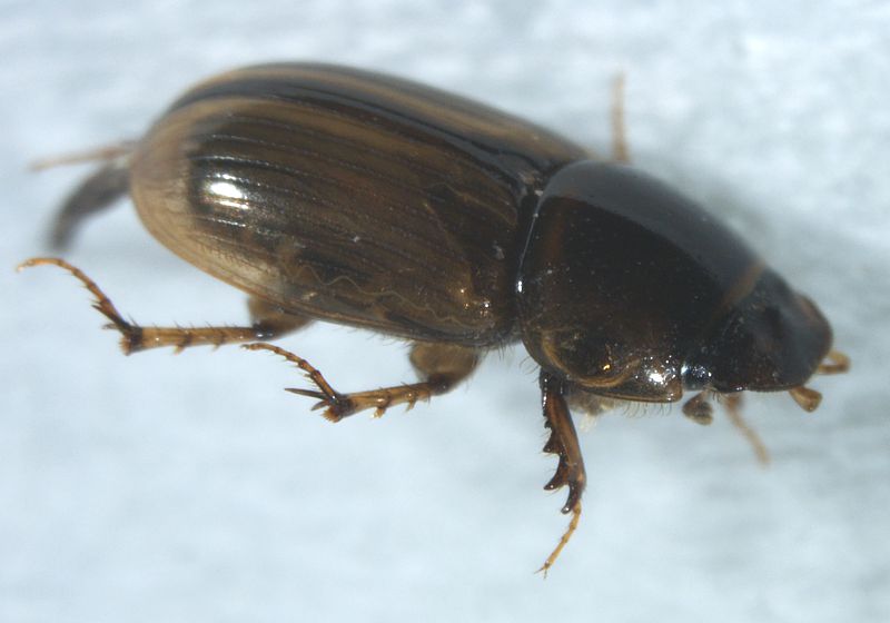 Recent Samples | Diagnostician | Extension | Entomology | Kansas State ...