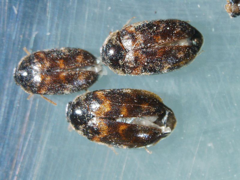 Recent Samples | Diagnostician | Extension | Entomology | Kansas State ...