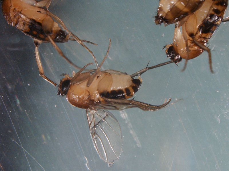 Recent Samples | Diagnostician | Extension | Entomology | Kansas State ...