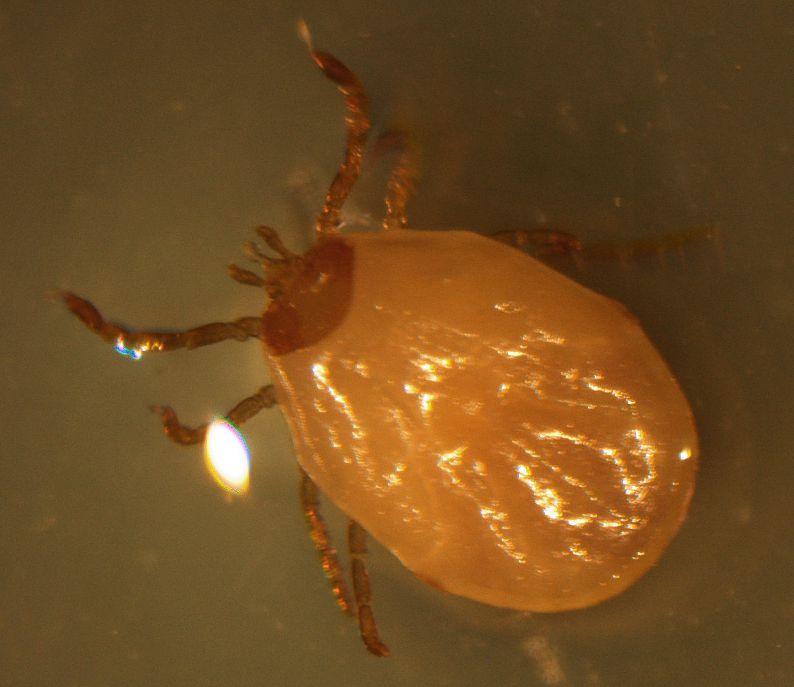 Recent Samples | Diagnostician | Extension | Entomology | Kansas State ...