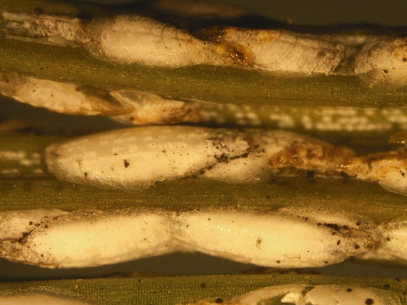 Recent Samples | Diagnostician | Extension | Entomology | Kansas State ...