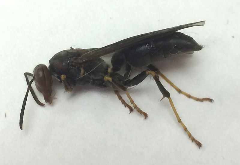 Recent Samples | Diagnostician | Extension | Entomology | Kansas State ...