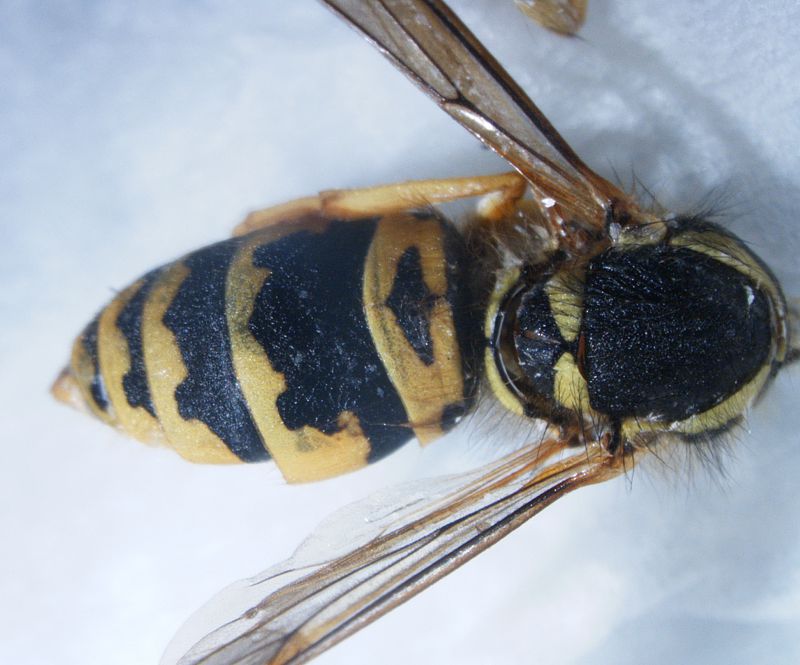 Recent Samples | Diagnostician | Extension | Entomology | Kansas State ...