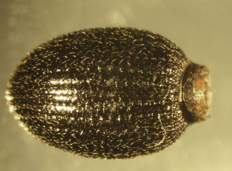 Recent Samples | Diagnostician | Extension | Entomology | Kansas State ...