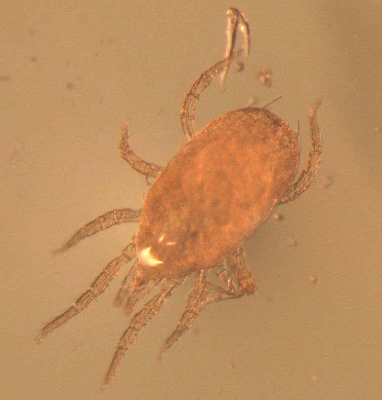 Recent Samples | Diagnostician | Extension | Entomology | Kansas State ...