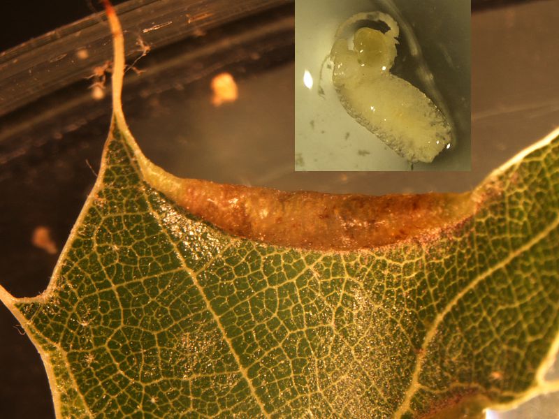 Recent Samples | Diagnostician | Extension | Entomology | Kansas State ...