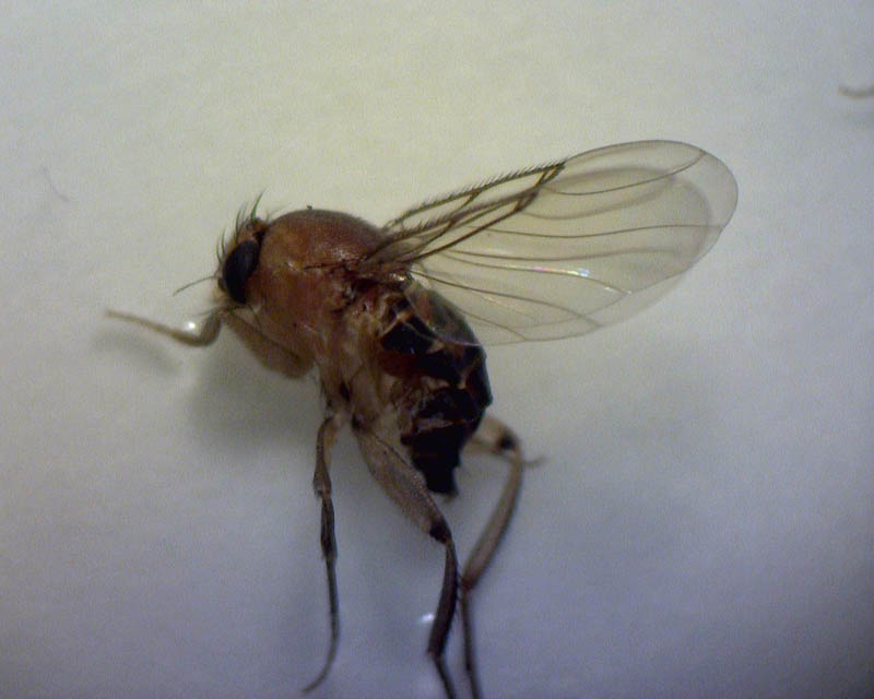 Recent Samples | Diagnostician | Extension | Entomology | Kansas State ...