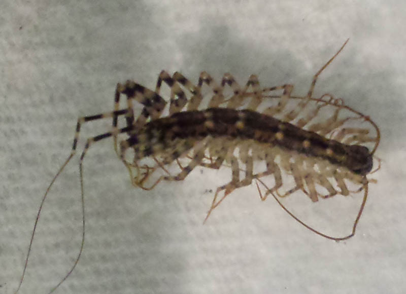 Recent Samples | Diagnostician | Extension | Entomology | Kansas State ...