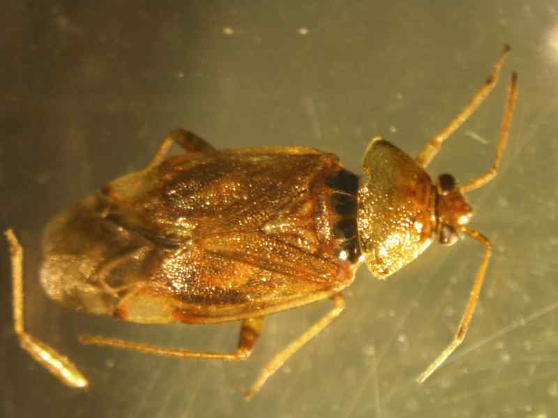 Recent Samples | Diagnostician | Extension | Entomology | Kansas State ...