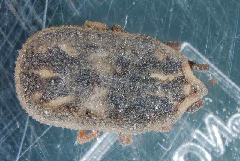 Recent Samples | Diagnostician | Extension | Entomology | Kansas State ...