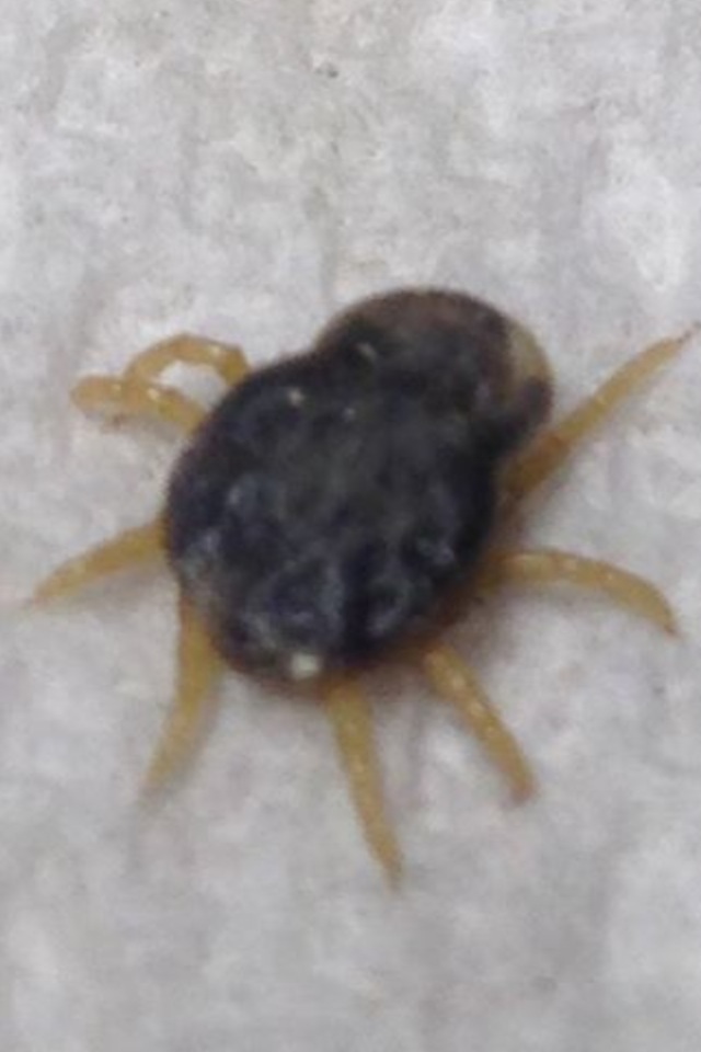 Recent Samples | Diagnostician | Extension | Entomology | Kansas State ...