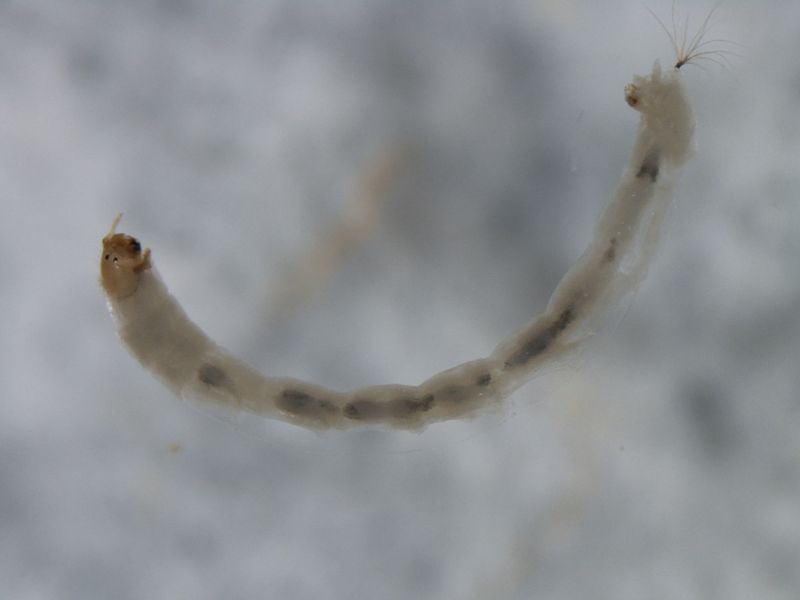 Recent Samples | Diagnostician | Extension | Entomology | Kansas State ...