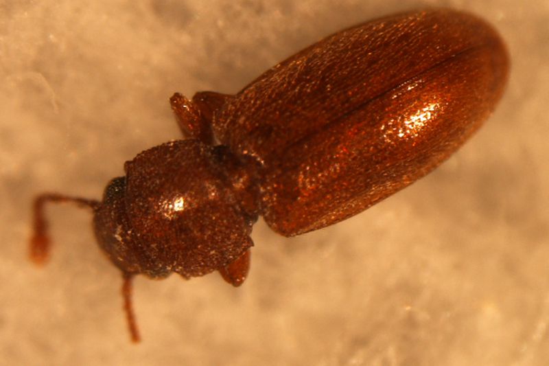 Recent Samples | Diagnostician | Extension | Entomology | Kansas State ...