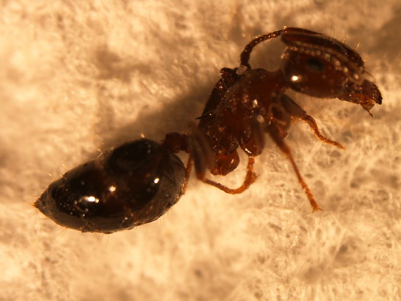 Recent Samples | Diagnostician | Extension | Entomology | Kansas State ...