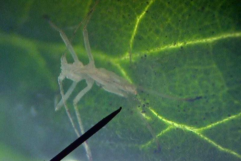 Recent Samples | Diagnostician | Extension | Entomology | Kansas State ...