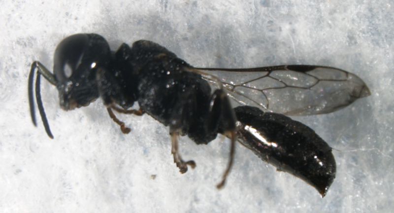 Recent Samples | Diagnostician | Extension | Entomology | Kansas State ...