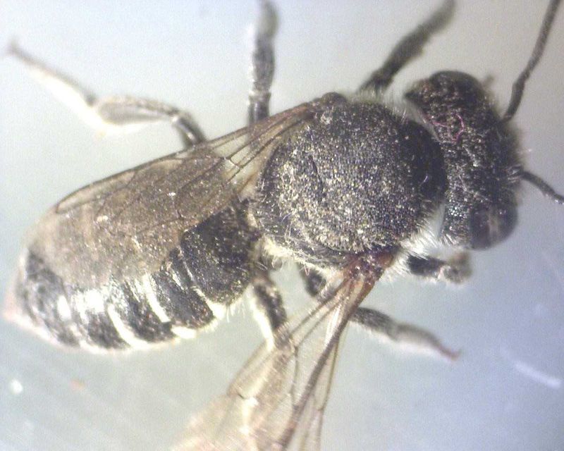 Recent Samples | Diagnostician | Extension | Entomology | Kansas State ...