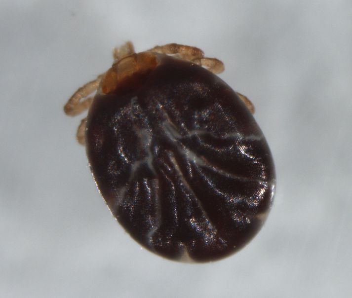 Recent Samples | Diagnostician | Extension | Entomology | Kansas State ...