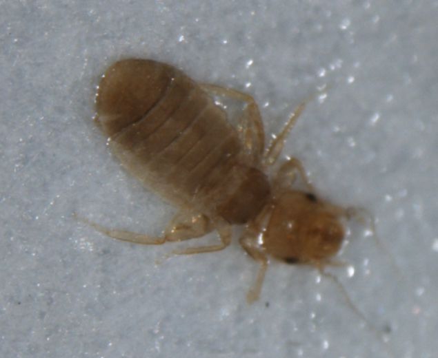 Recent Samples | Diagnostician | Extension | Entomology | Kansas State ...