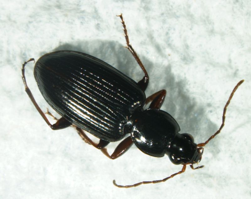 Recent Samples | Diagnostician | Extension | Entomology | Kansas State ...