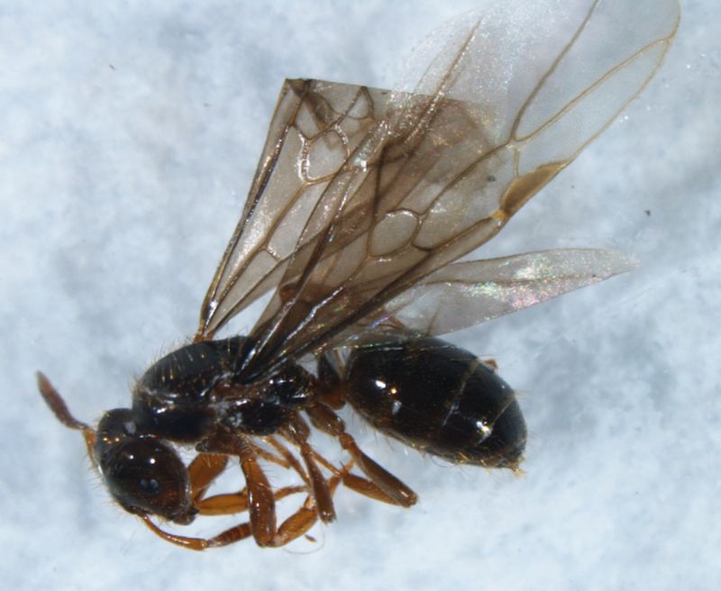 Recent Samples | Diagnostician | Extension | Entomology | Kansas State ...