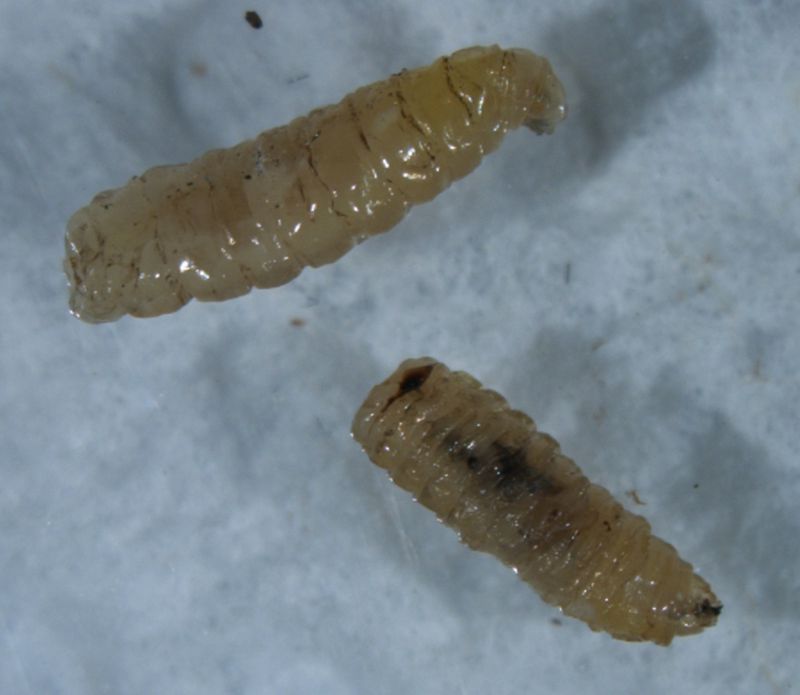 Recent Samples | Diagnostician | Extension | Entomology | Kansas State ...