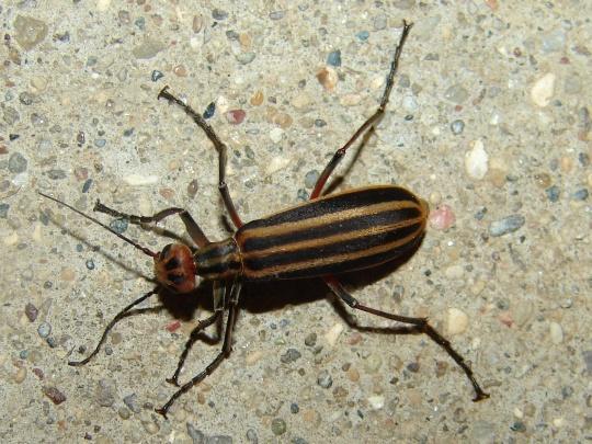 Blister Beetles | Alfalfa | Crop Pests | Insect Information | Extension ...