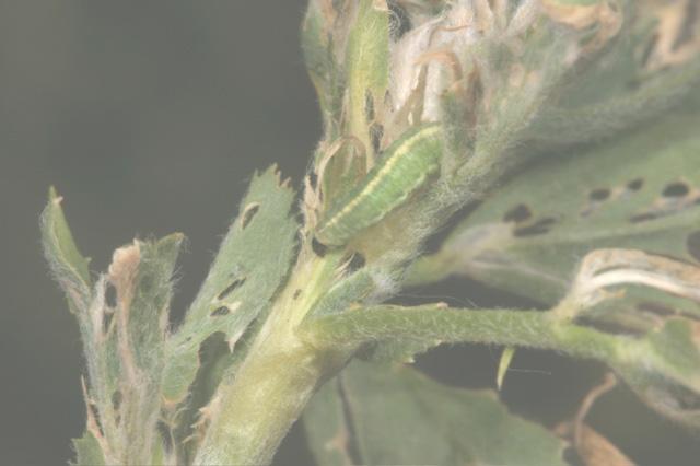 Insect Photo Gallery Home