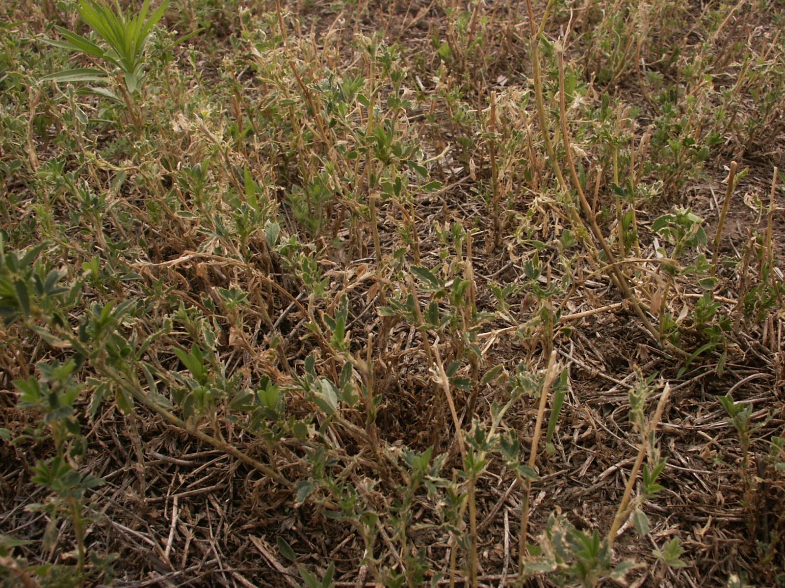 Insect Photo Gallery Home