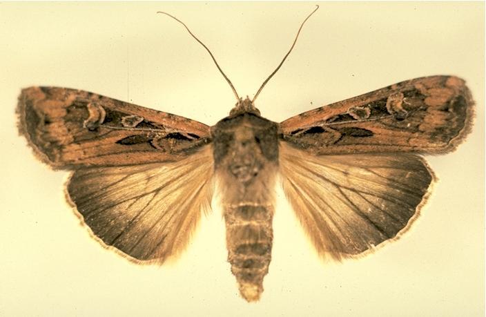 Insect Photo Gallery Home