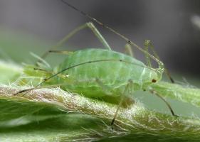 Blue Alfalfa Aphid | Alfalfa | Crop Pests | Insect Information ...