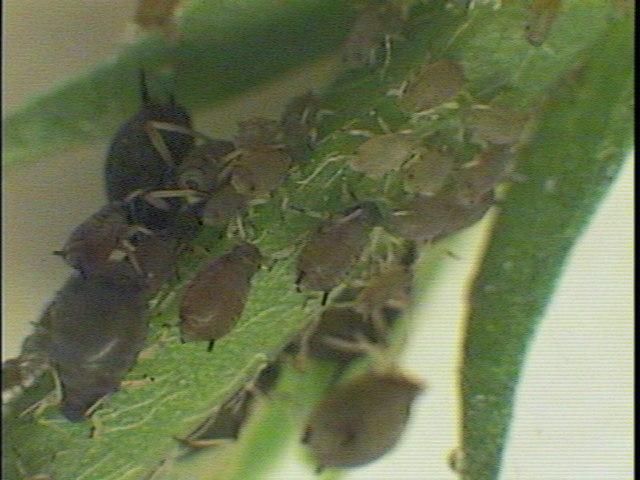 Insect Photo Gallery Home