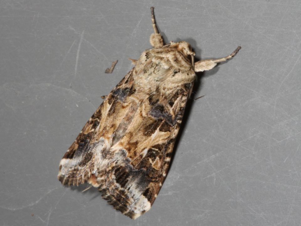 Insect Photo Gallery Home