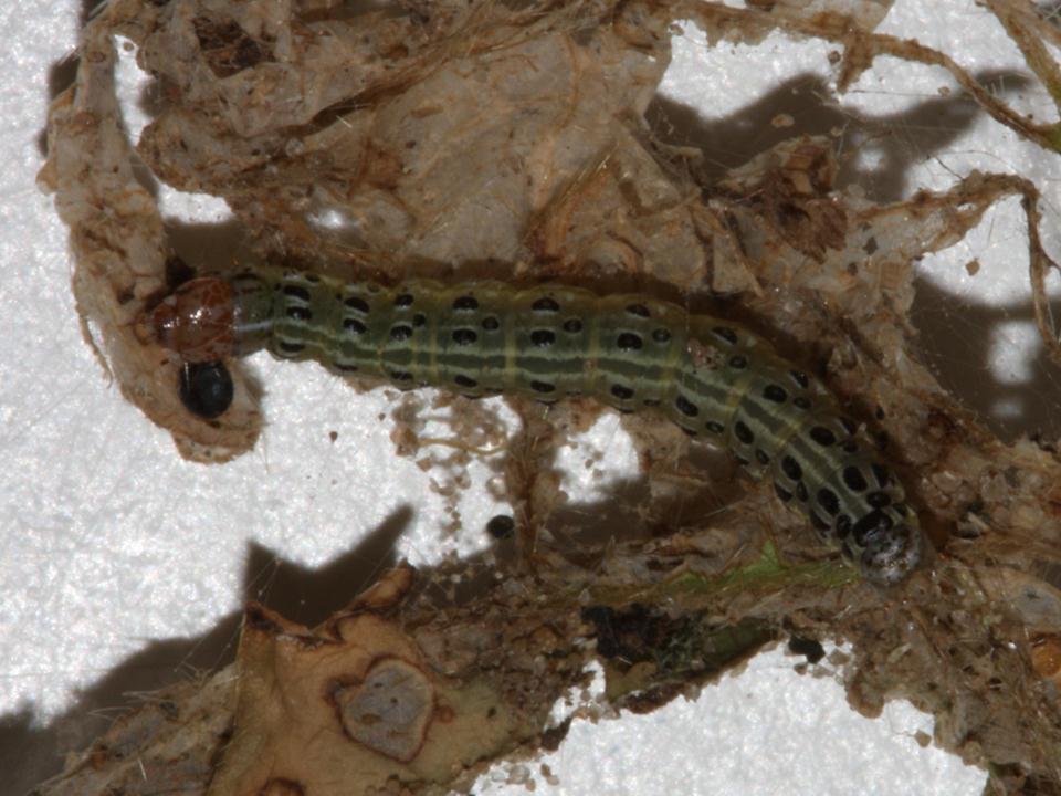 Insect Photo Gallery Home