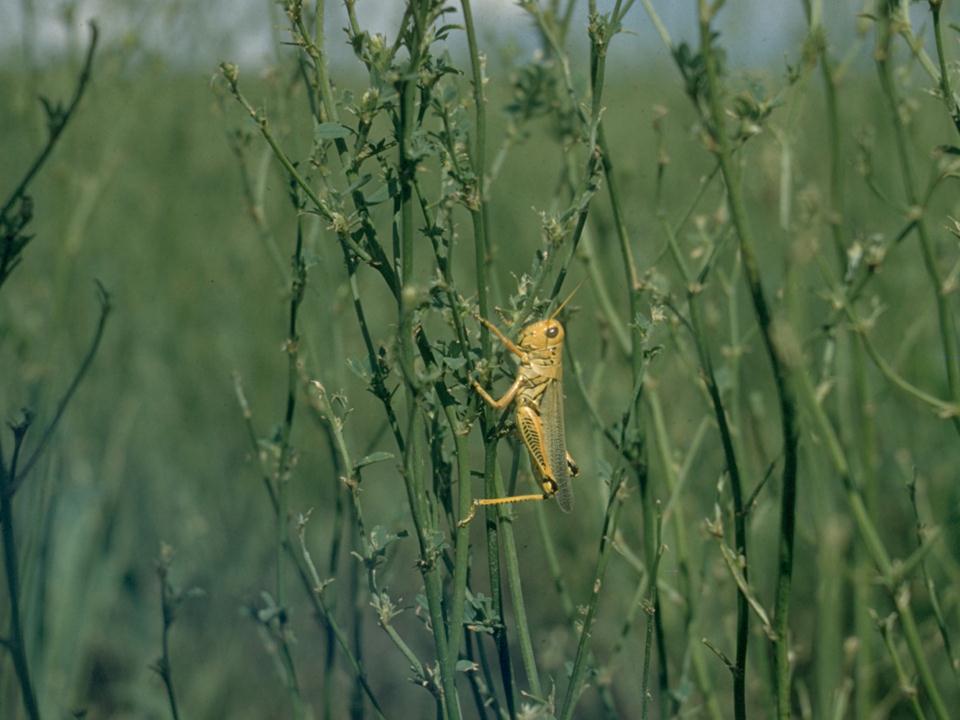 Insect Photo Gallery Home