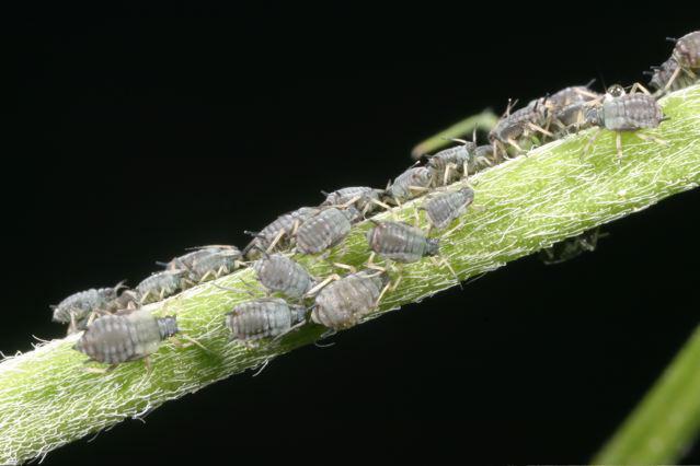 Cowpea Aphid | Alfalfa | Crop Pests | Insect Information | Extension ...