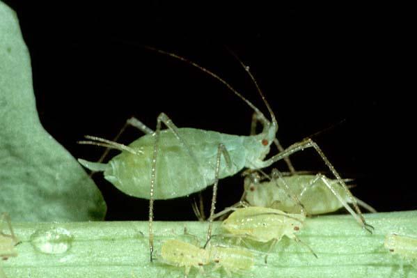 Pea Aphid | Alfalfa | Crop Pests | Insect Information | Extension ...