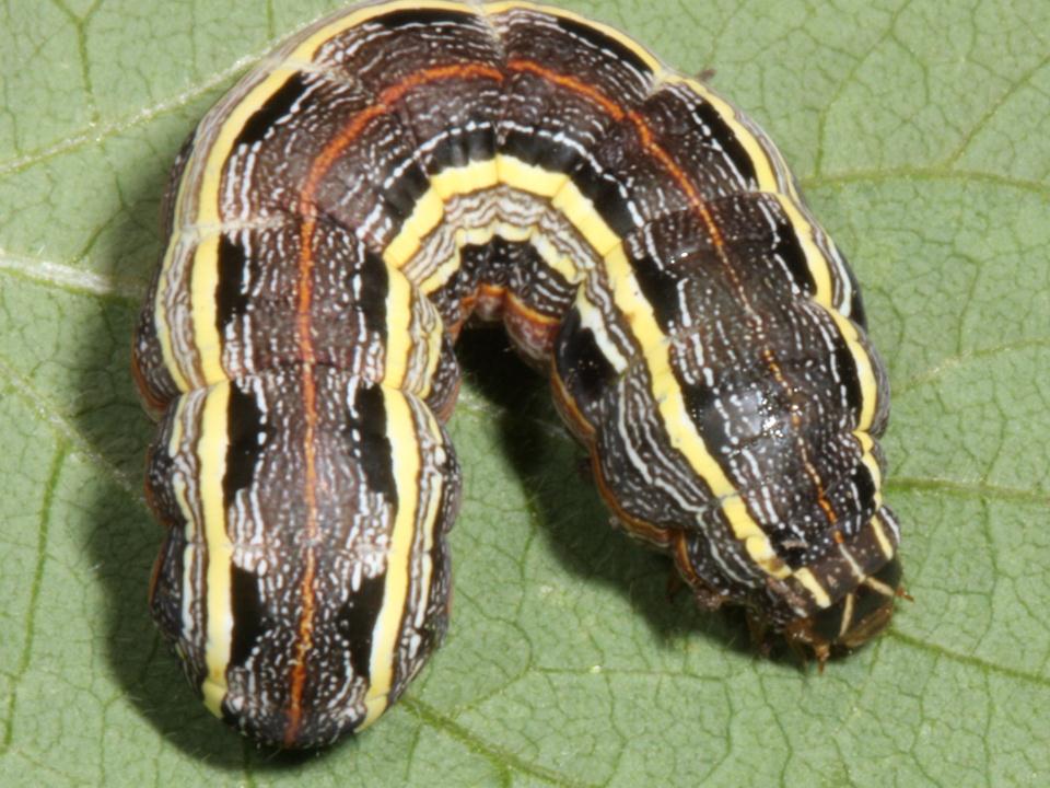 Insect Photo Gallery Home