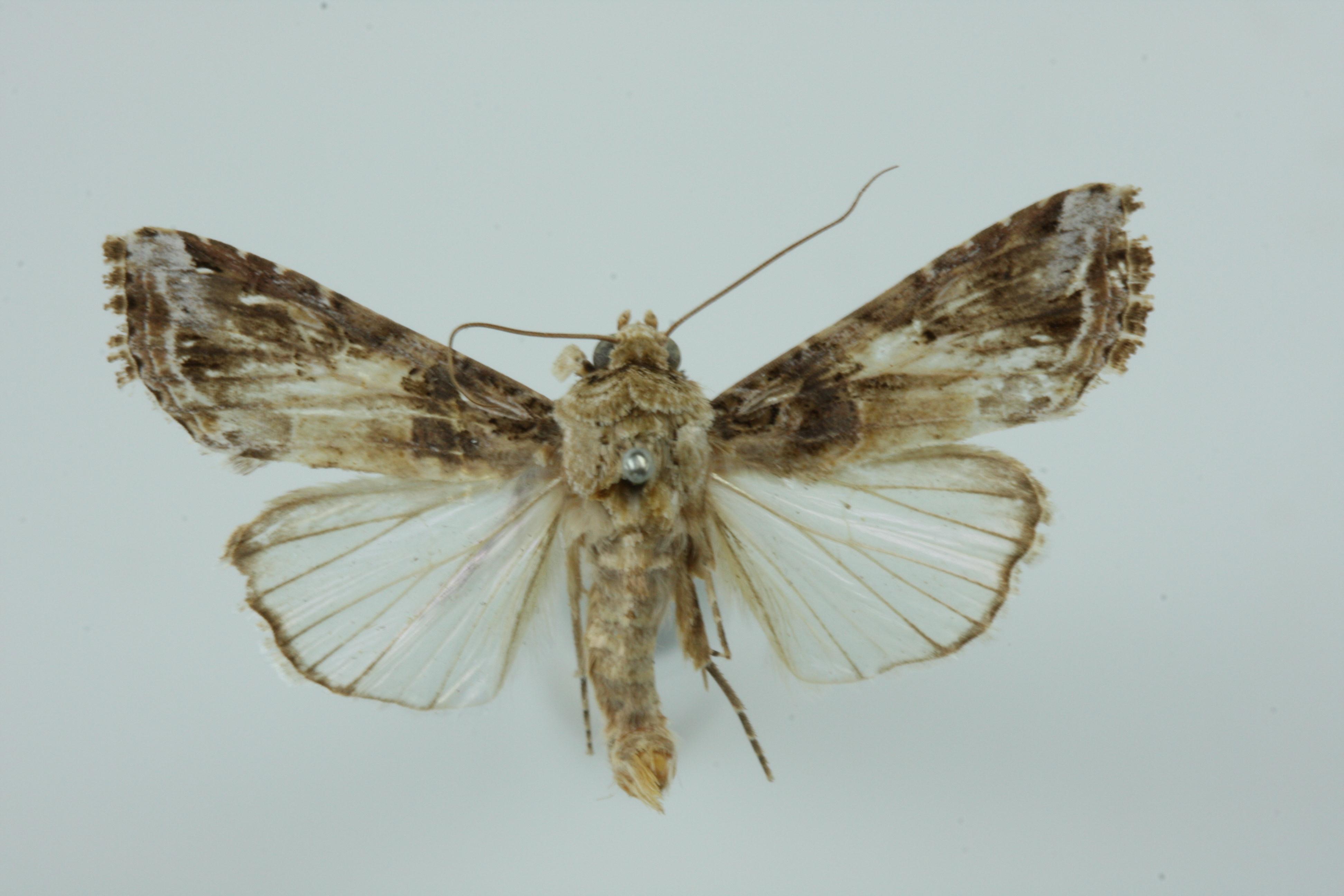 Insect Photo Gallery Home