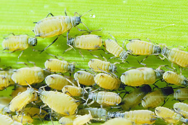 CLA | Sorghum | Crop Pests | Insect Information | Extension ...