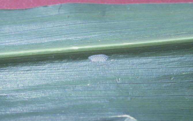 ECB | Corn | Crop Pests | Insect Information | Extension | Entomology ...