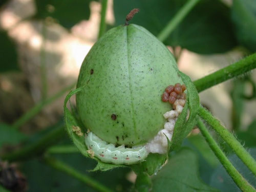 Bollworm | Cotton | Crop Pests | Insect Information | Extension ...