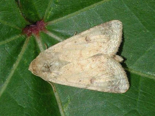 Bollworm | Cotton | Crop Pests | Insect Information | Extension ...