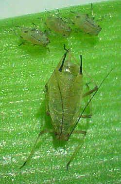 English | Wheat | Crop Pests | Insect Information | Extension ...