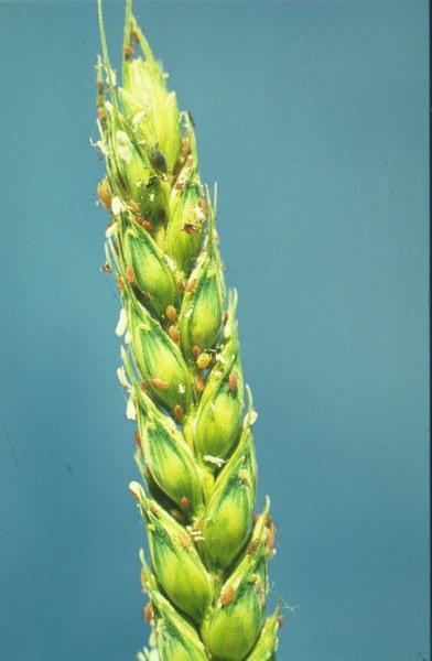 English | Wheat | Crop Pests | Insect Information | Extension ...