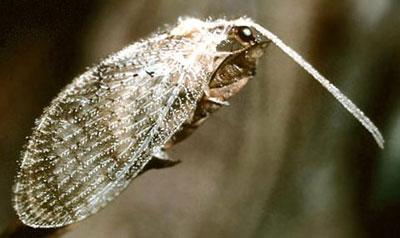 Neuroptera | Insect Orders | 4-H and Youth | Extension | Entomology ...