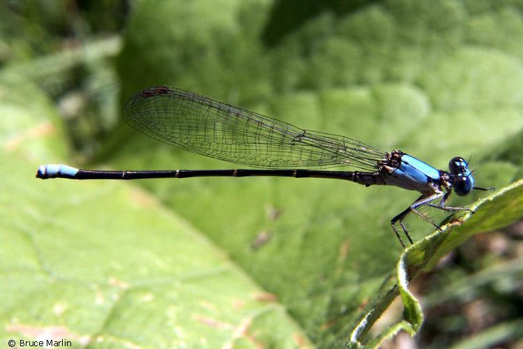 Odonata | Insect Orders | 4-H and Youth | Extension | Entomology ...